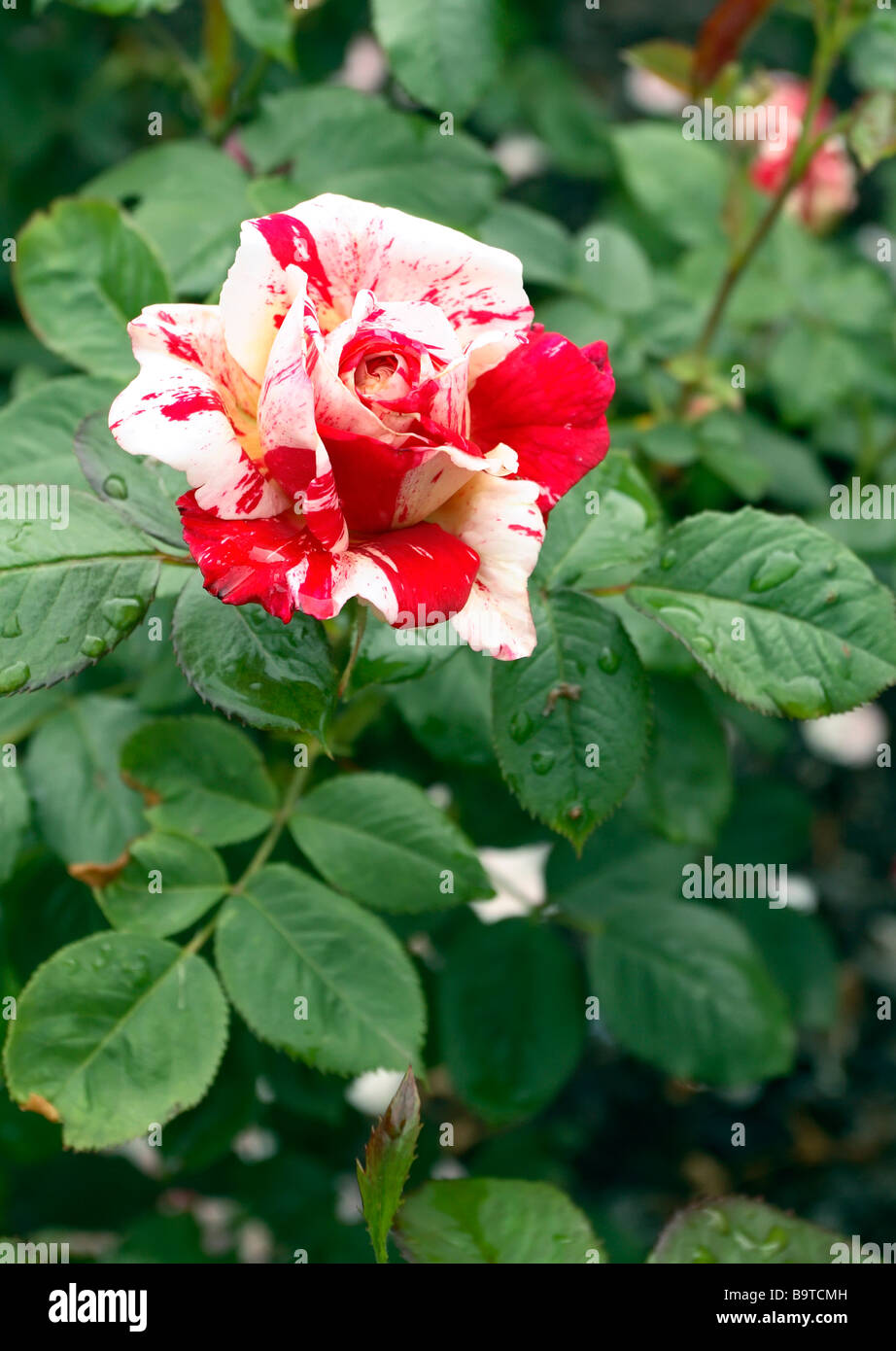 "Scentimental" Floribunda rose Stock Photo - Alamy