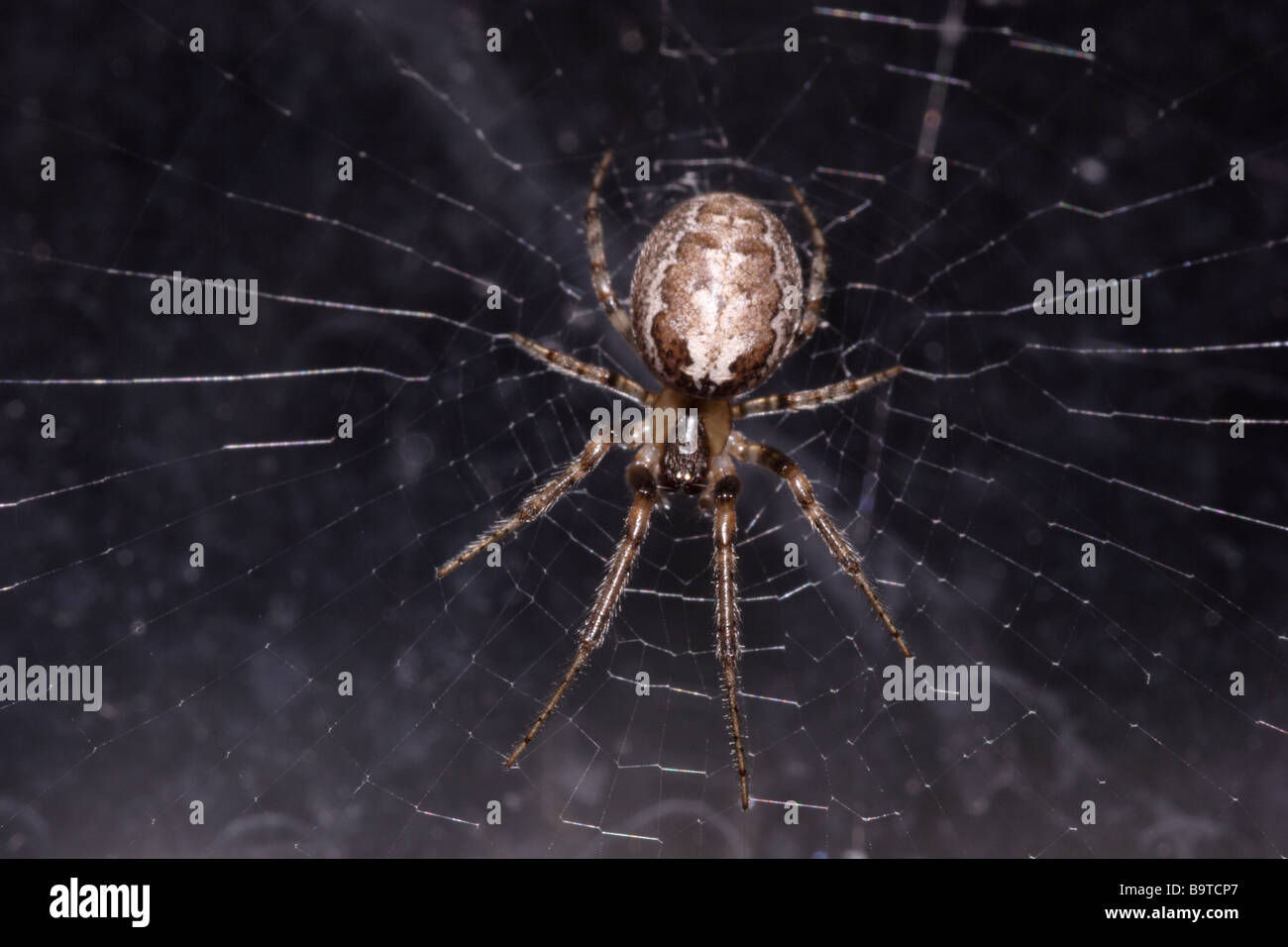 Missing segment orb weaver spider Zygiella x notata Araneidae female in ...