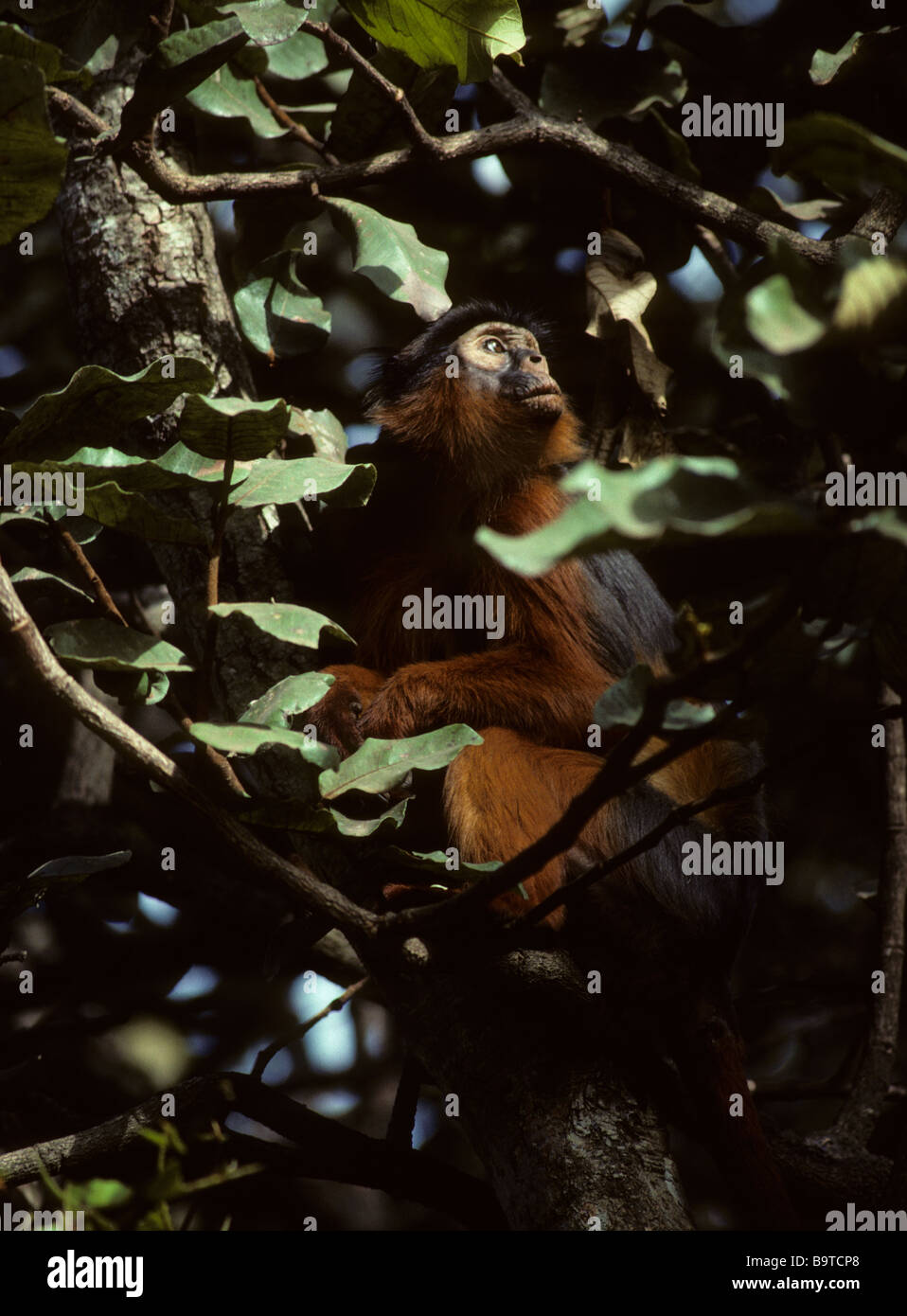 Western Red Colobus Monkey (Colobus badius temmincki) adult male in ...