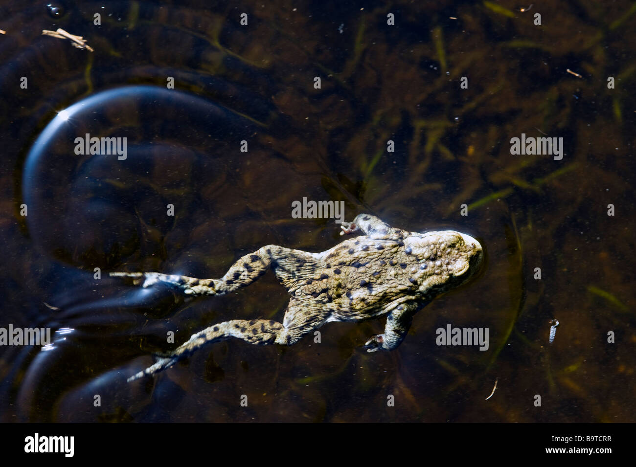Common frog {Rana temporaria} Highlands Scotland Arbriacan water Stock ...