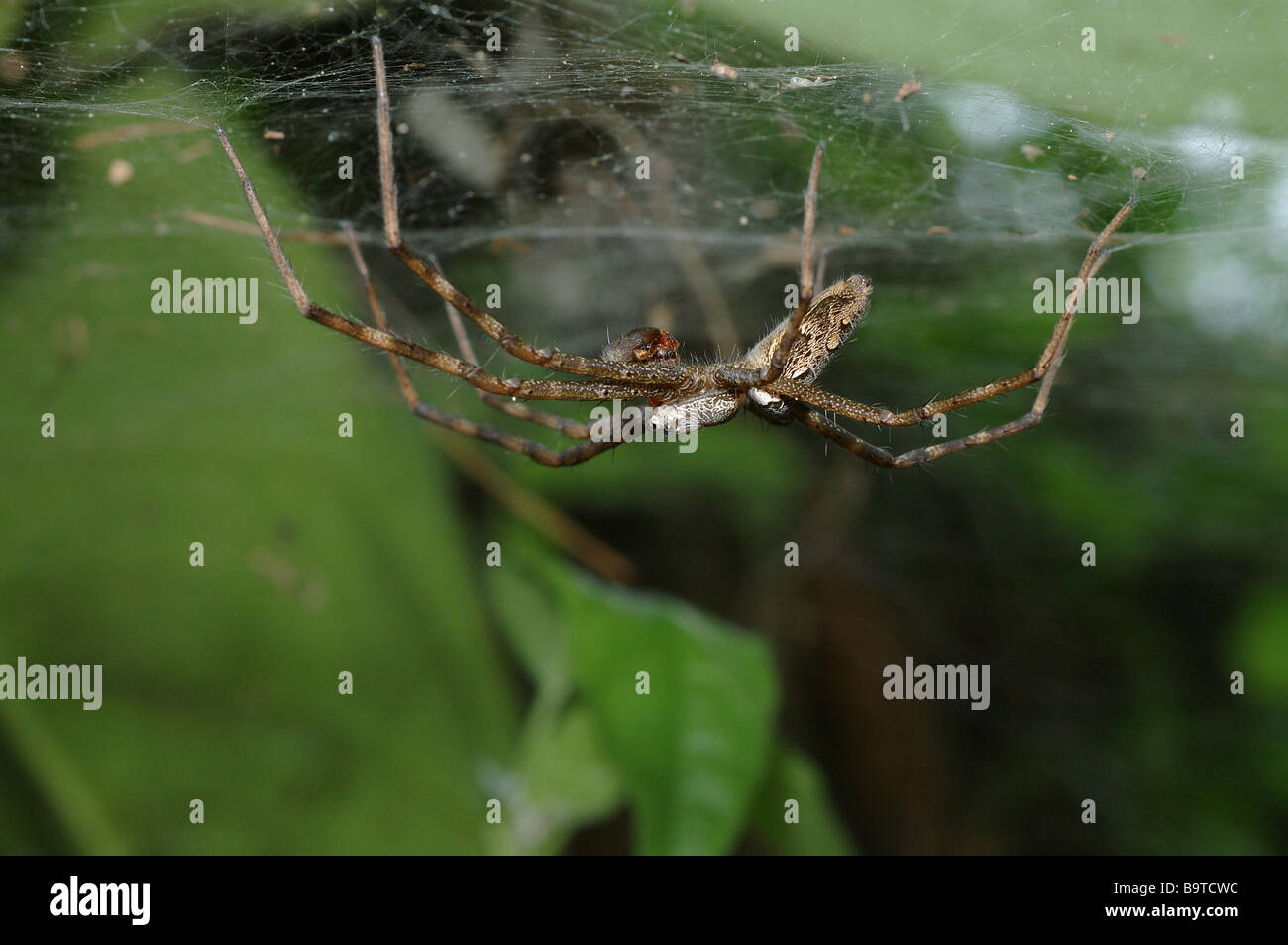 Spider with prey Tetragonophthalma vulpina Pisauridae in its web on a ...