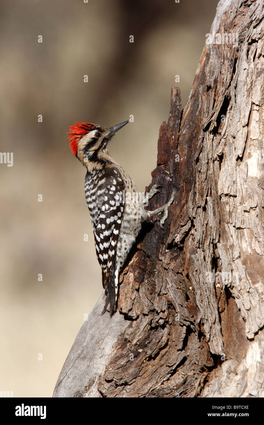 Picoides hi-res stock photography and images - Alamy