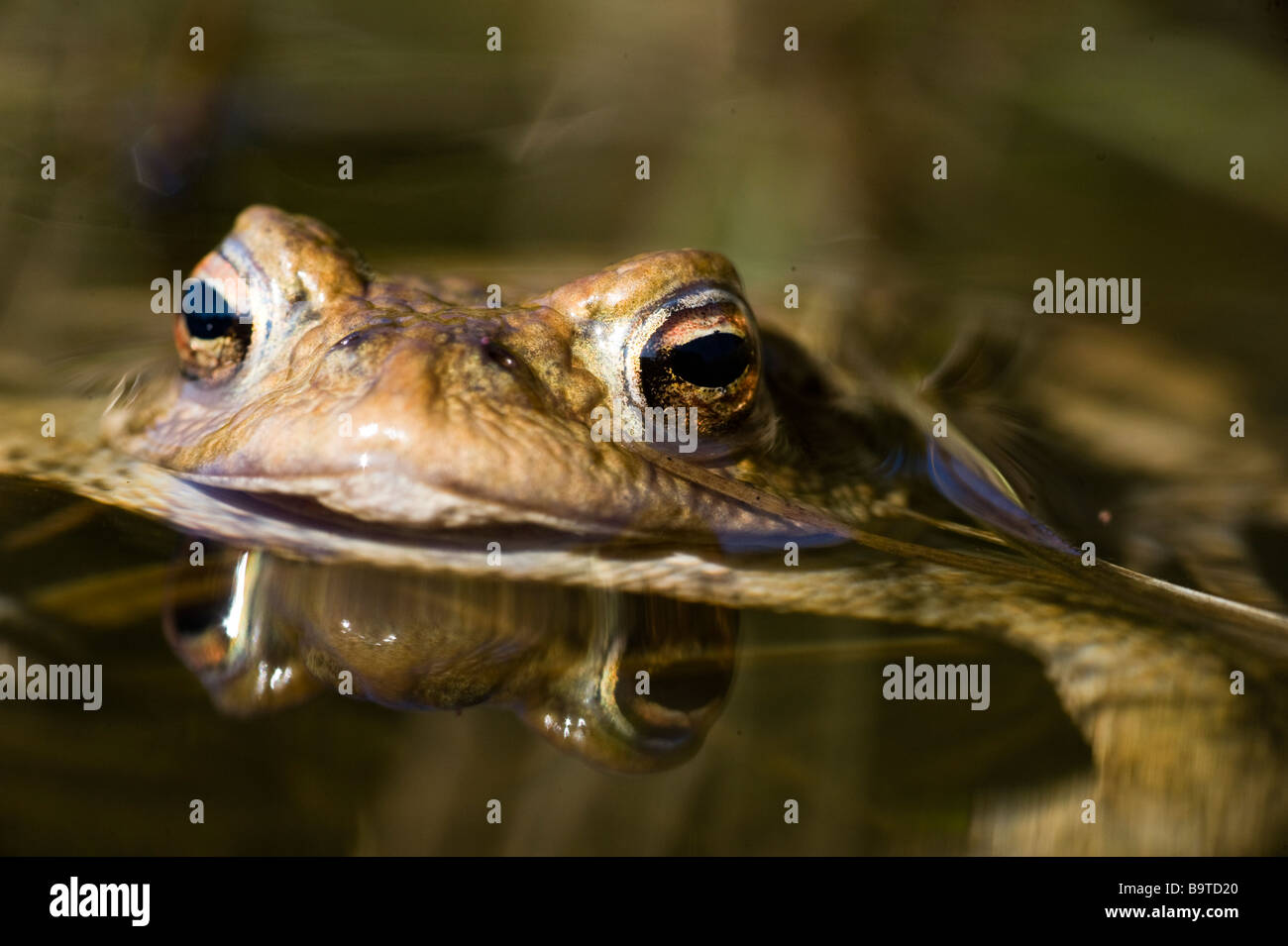 Common frog {Rana temporaria} Highlands Scotland Arbriacan water Stock ...