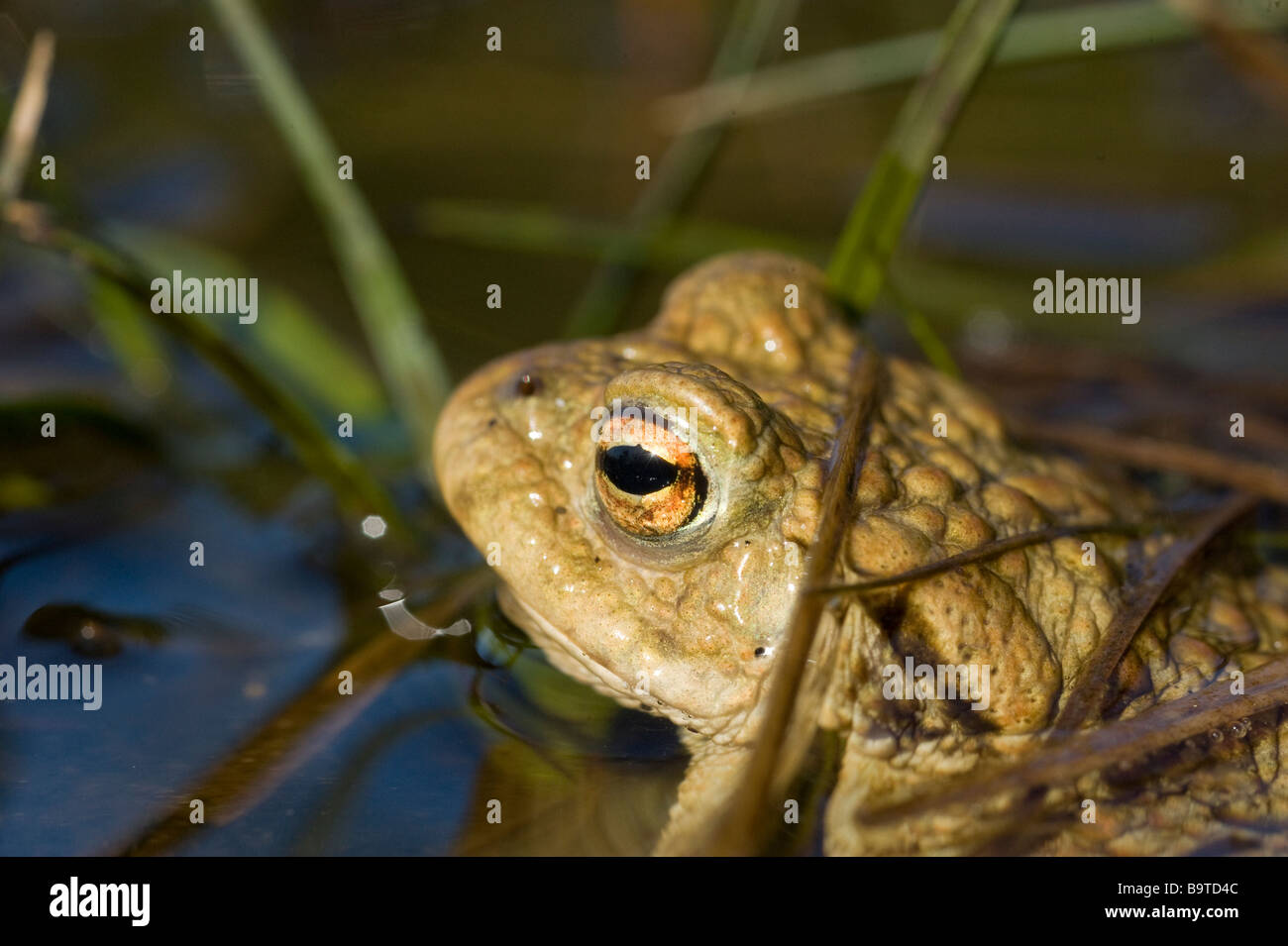 Common frog {Rana temporaria} Highlands Scotland Arbriacan water Stock ...