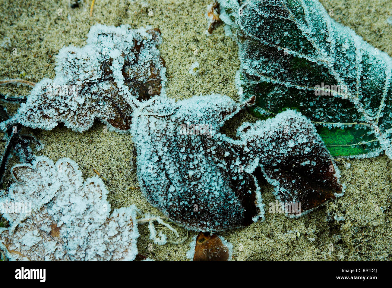 Frost of ground hi-res stock photography and images - Alamy