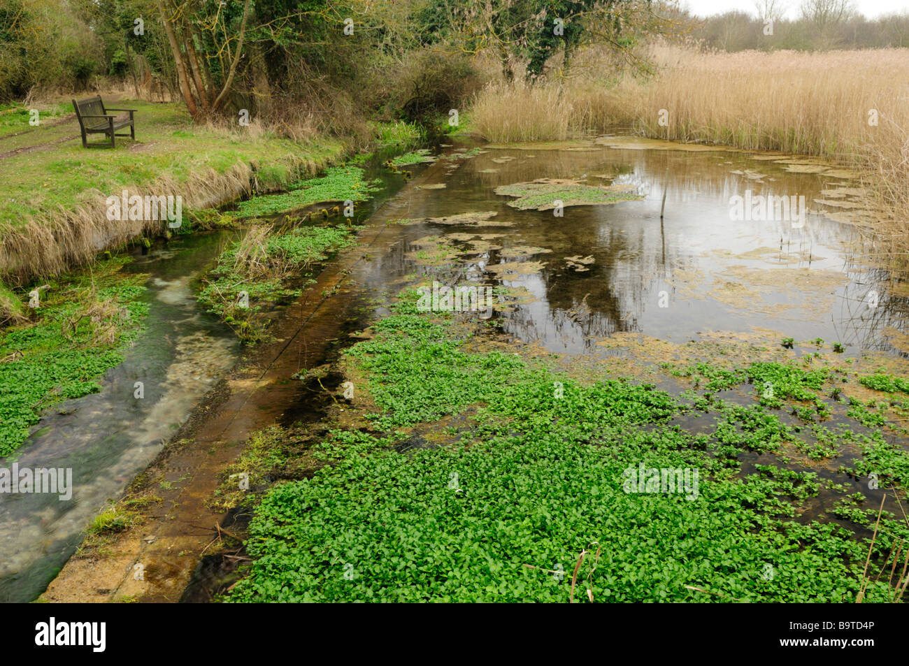 Watercress beds at Fowlmere RSPB nature reserve, Cambridgeshire England ...