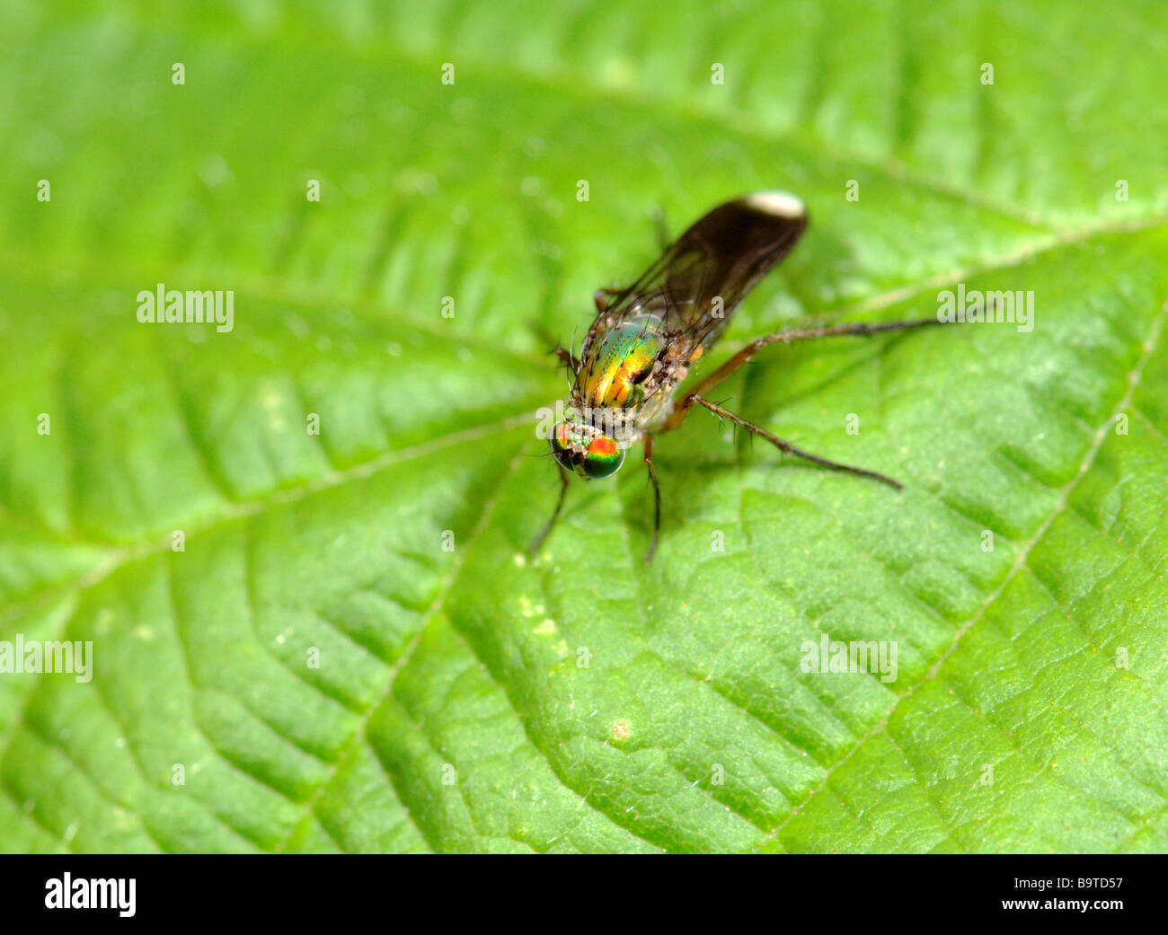 green fly with iridescent eyes Stock Photo - Alamy