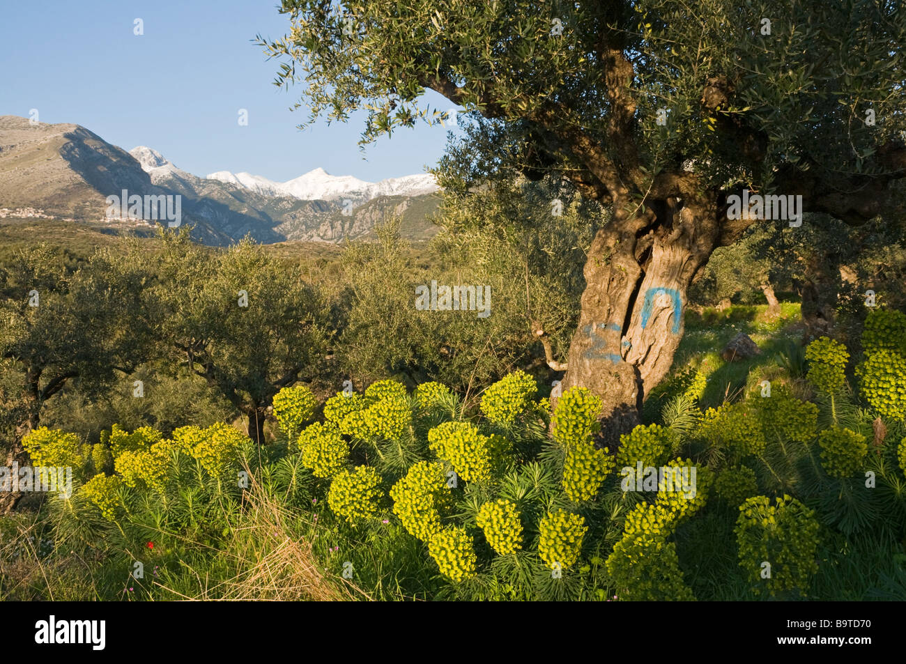 Taygetus mountains hi-res stock photography and images - Alamy
