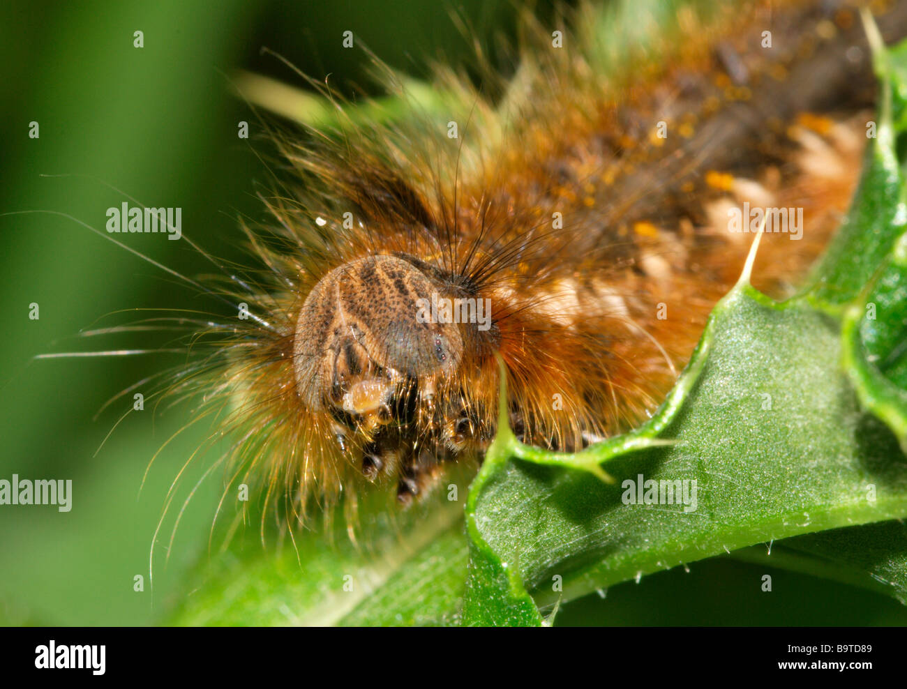 Caterpillar larvae of tiger moth hi-res stock photography and images ...