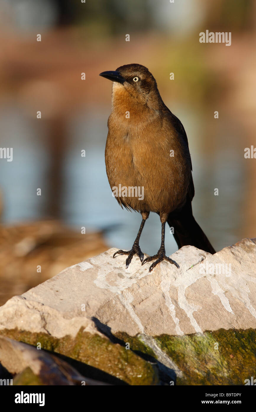 Female grackle hi-res stock photography and images - Alamy