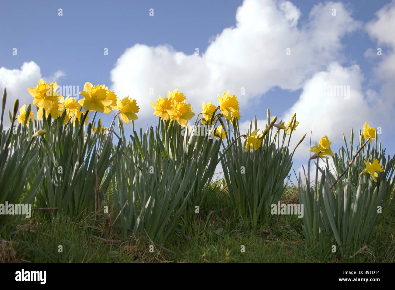 row of daffodils against blue sky Stock Photo - Alamy