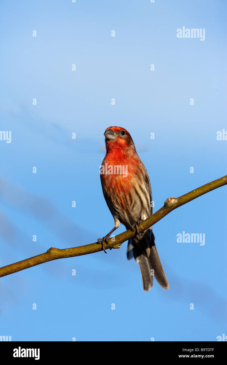 Carpodacus hi-res stock photography and images - Alamy