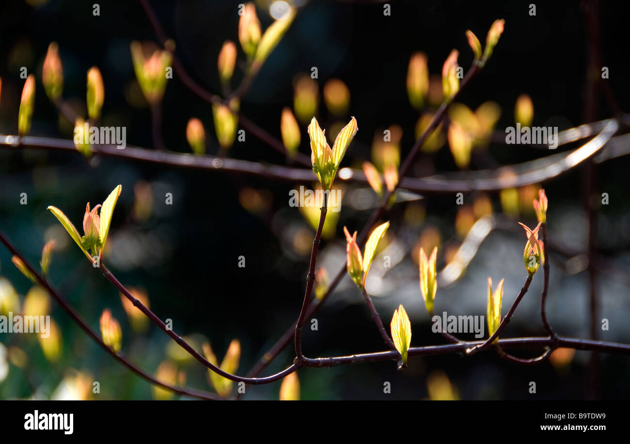 Translucent shoots hi-res stock photography and images - Alamy