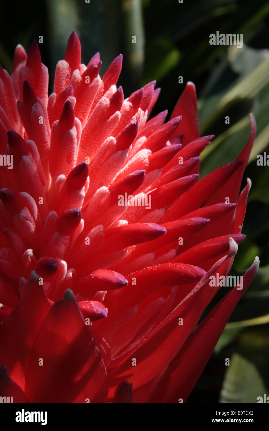 Bromelia hi-res stock photography and images - Alamy