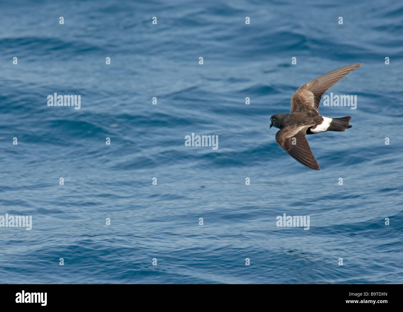 Wilsons storm petrel Oceanites oceanicus autumn adult in flight off ...