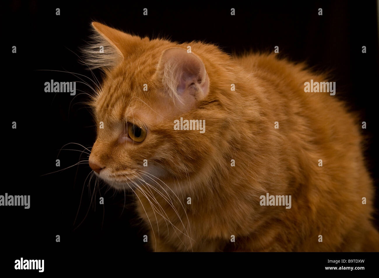 Kurilian bobtail red hi-res stock photography and images - Alamy