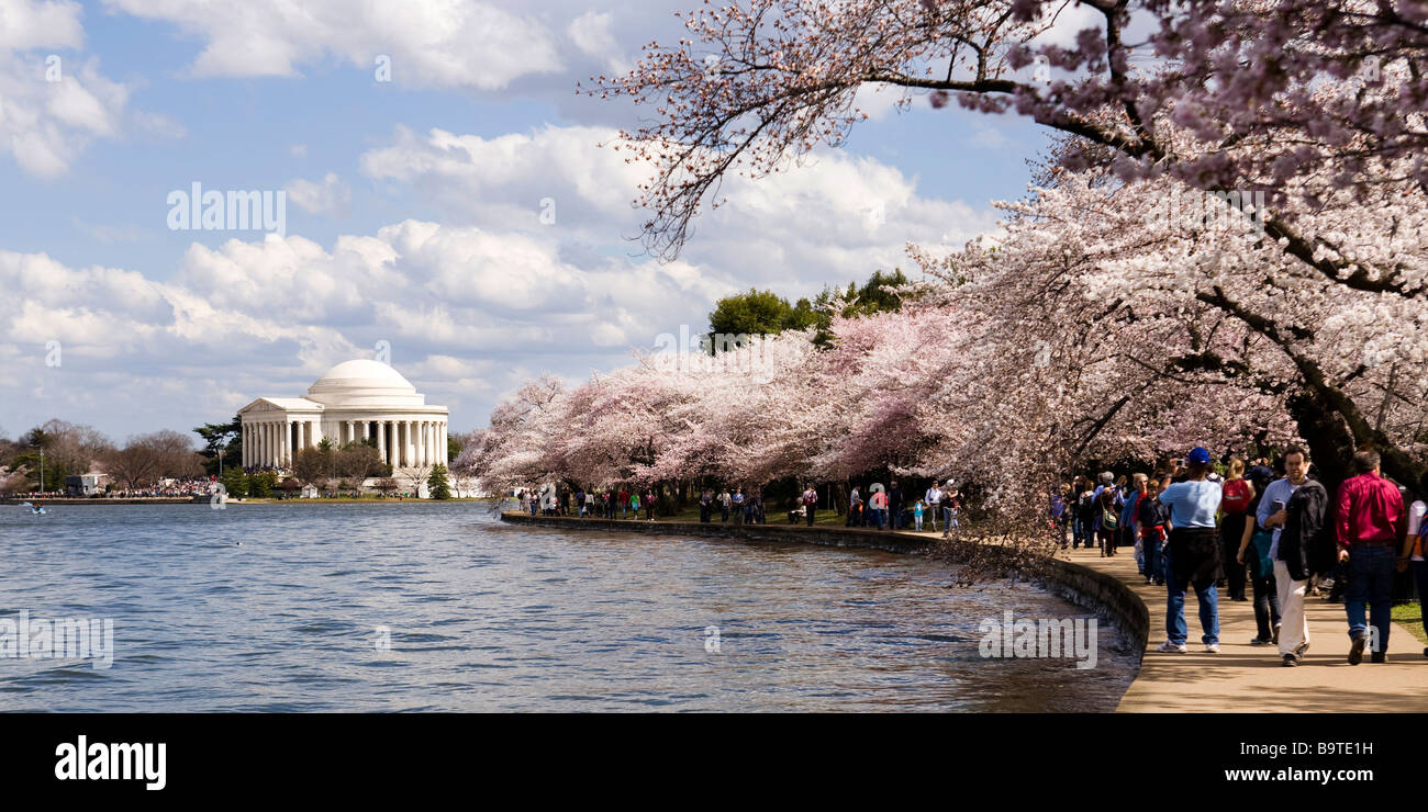Cherry blossoms washington dc d hi-res stock photography and images - Alamy