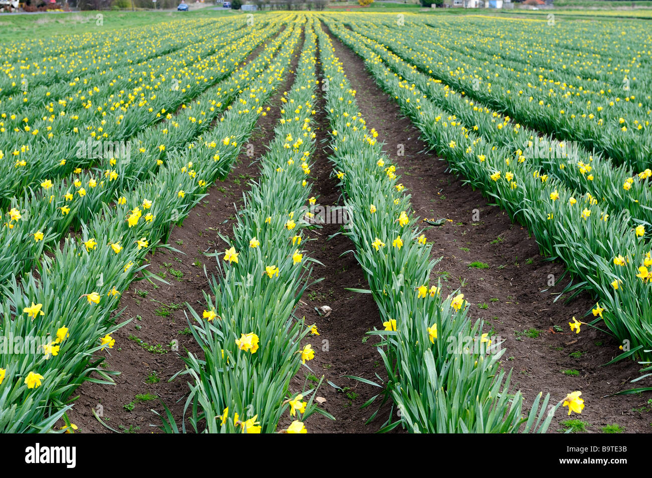 Daffodil Field, Lincolnshire Stock Photo - Alamy