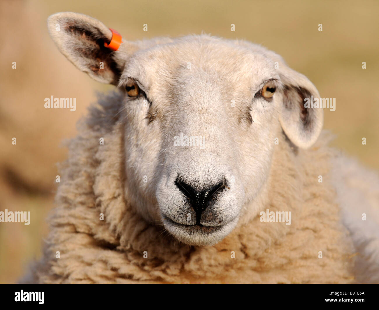 A sheep with lopsided ears, a strange defect Stock Photo - Alamy