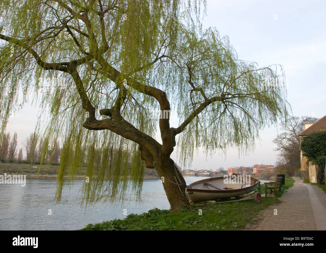 Chained to tree hi-res stock photography and images - Alamy