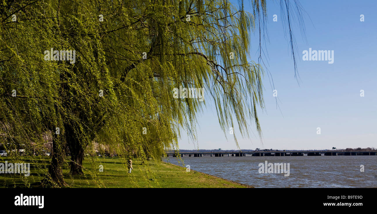 Willow tree in spring Stock Photo - Alamy