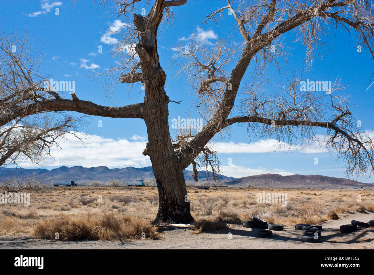 A heavily vandalized tree in the High Desert of Nevada Stock Photo - Alamy