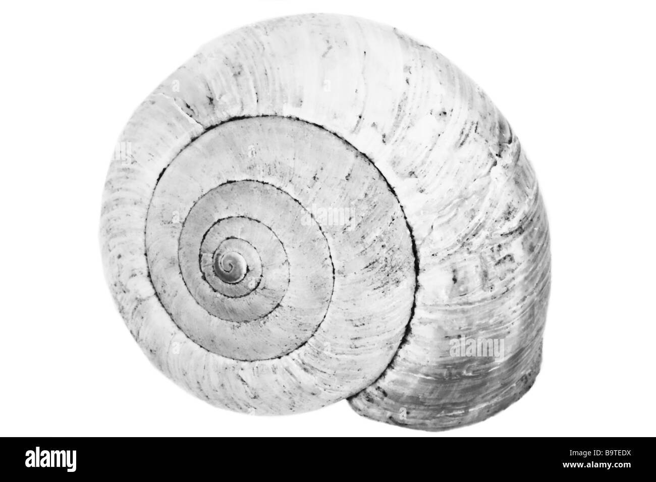 Whelk sea shell Black and White Stock Photos & Images - Alamy