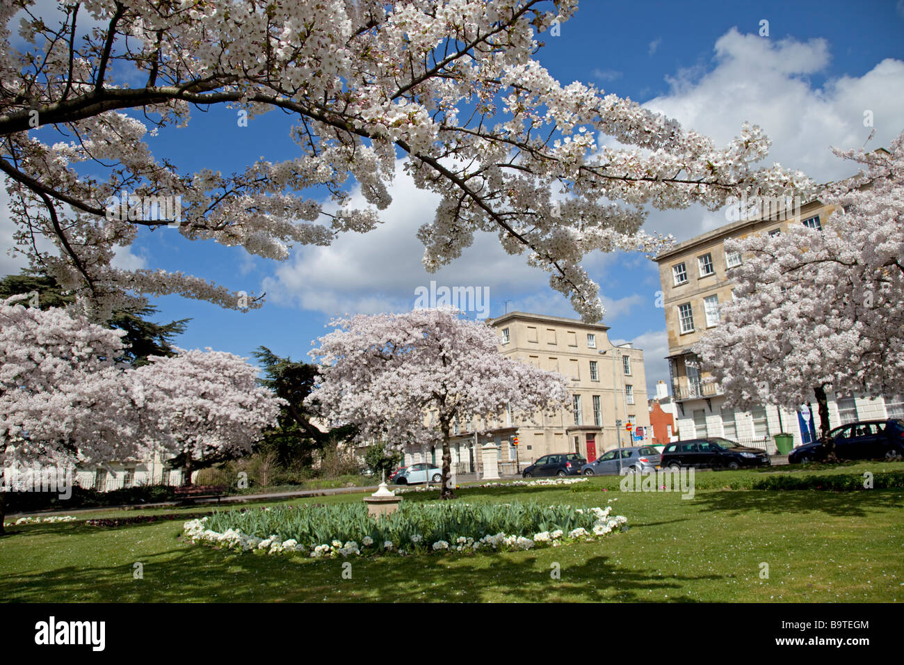 Japanese cherry trees in full spring blossom Cheltenham UK Stock Photo ...