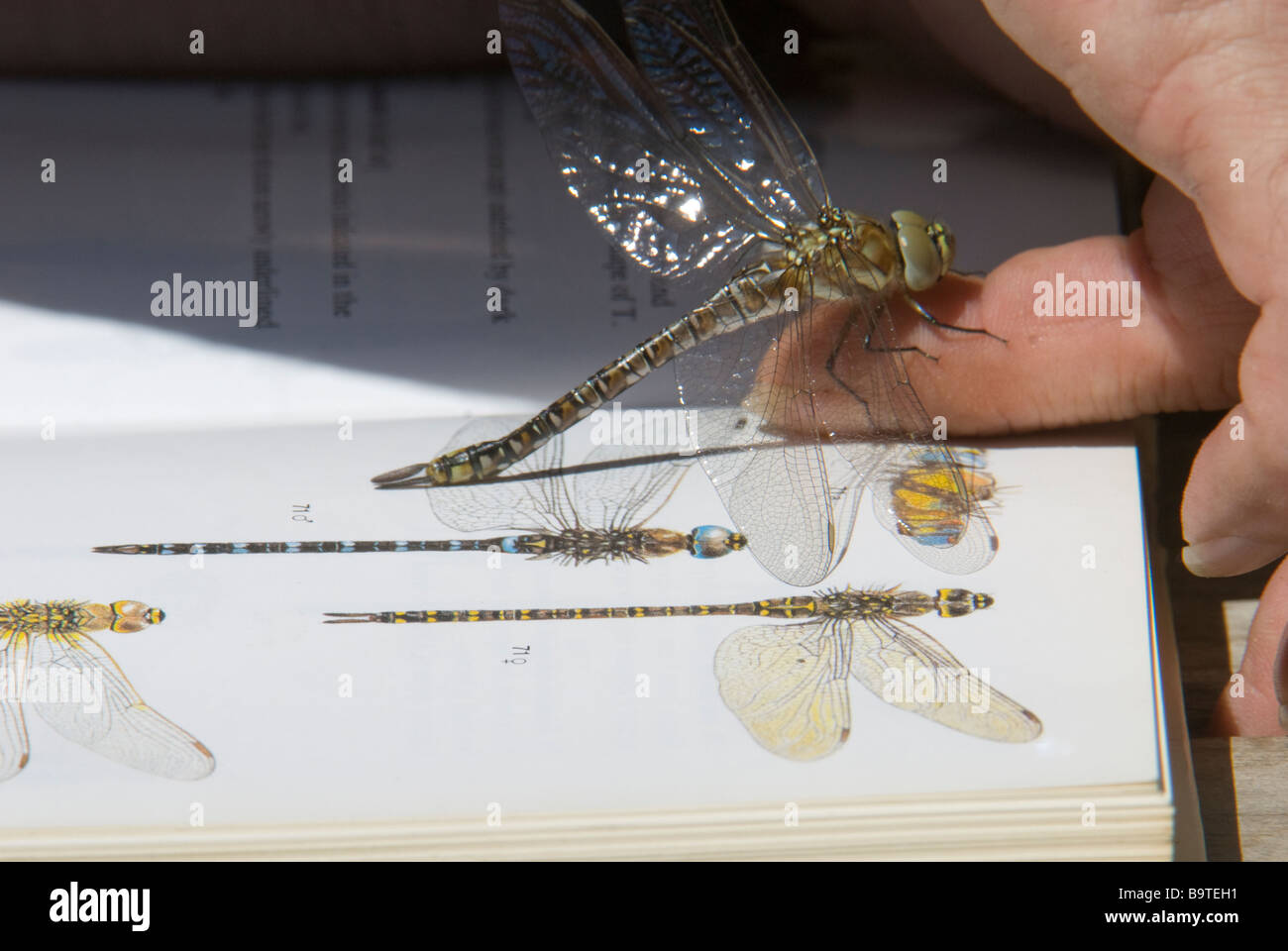 Identifying a Dragonfly Stock Photo - Alamy