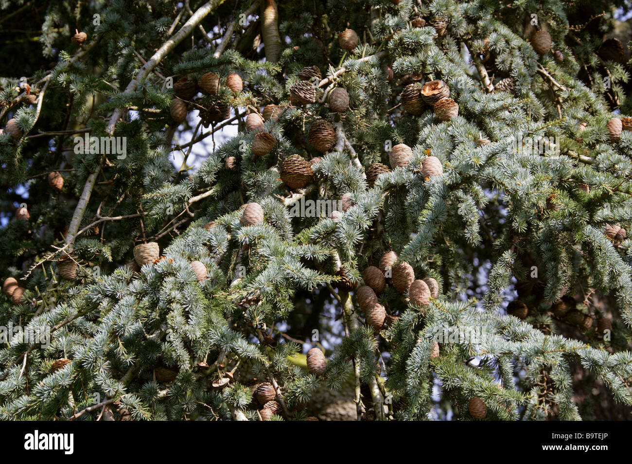 Atlas Cedar, Cedrus atlantica, Pinaceae, Algeria and Morocco Stock ...