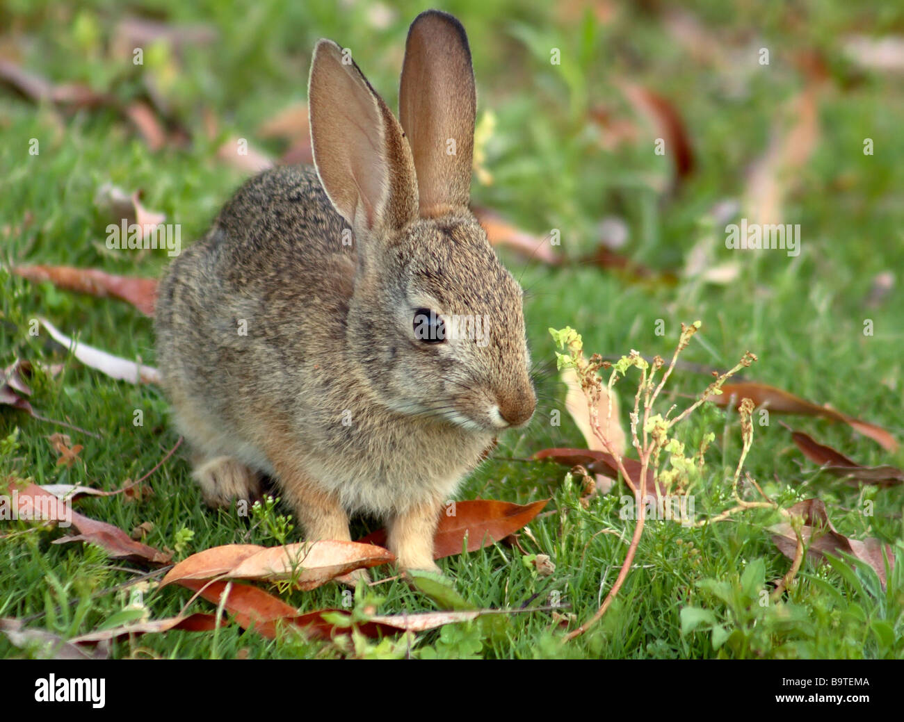 Sylvilagus audubonii hi-res stock photography and images - Alamy
