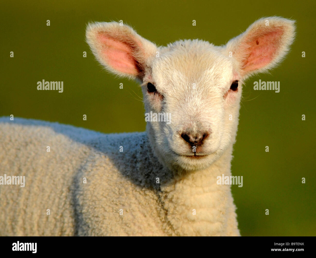 The face of a a small lamb - looking serious Stock Photo - Alamy