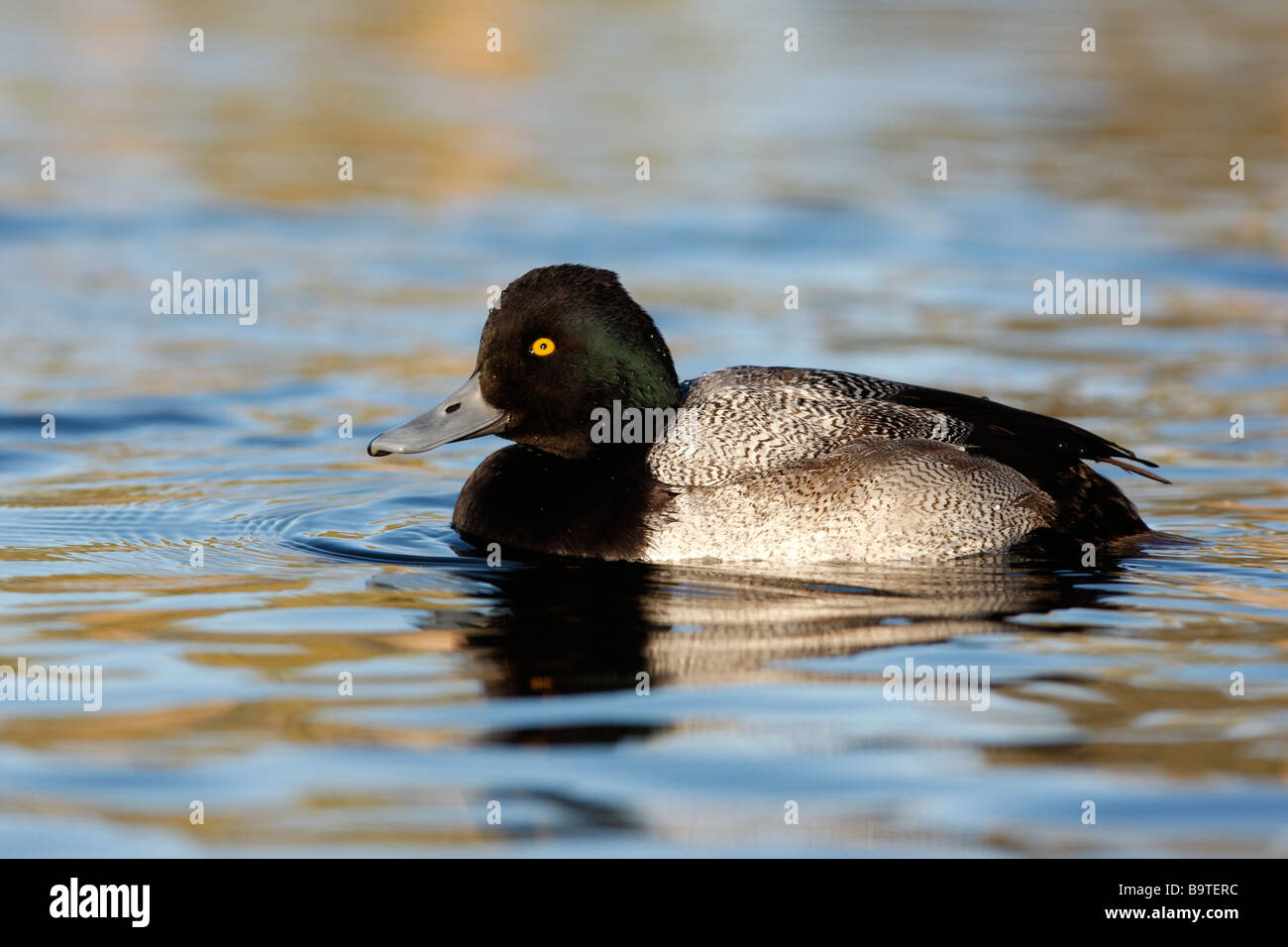 Lesser scaup Aythya affinis male Arizona USA winter Stock Photo - Alamy