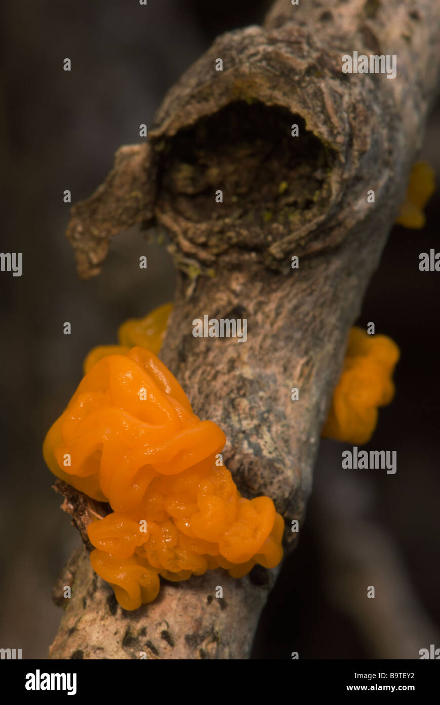 Yellow Brain fungi Stock Photo - Alamy