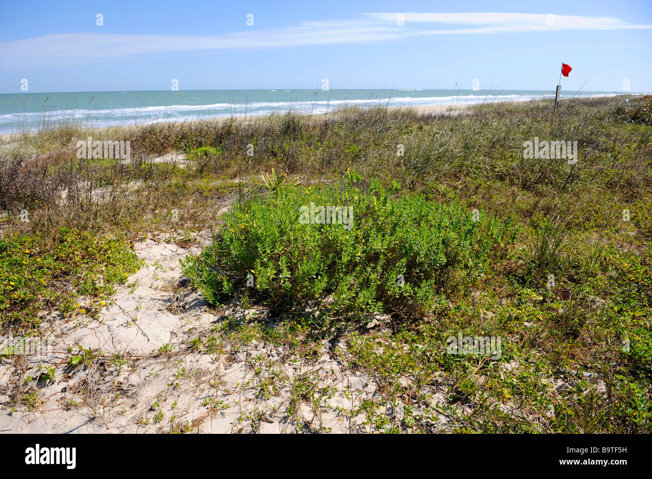 Vegetation near water at Avalon State Park Florida Atlantic East Coast ...