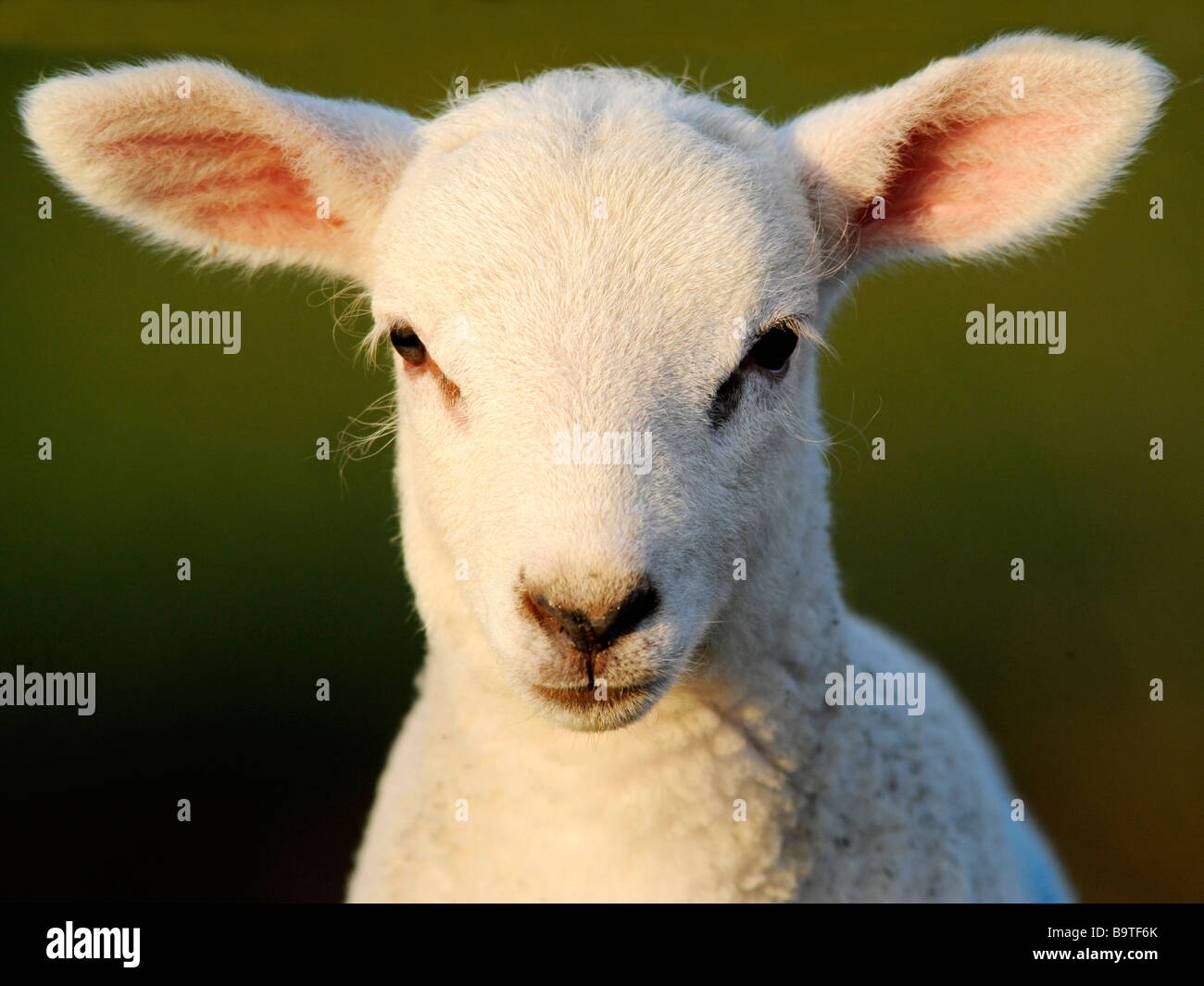Face beautiful little white lamb hi-res stock photography and images ...