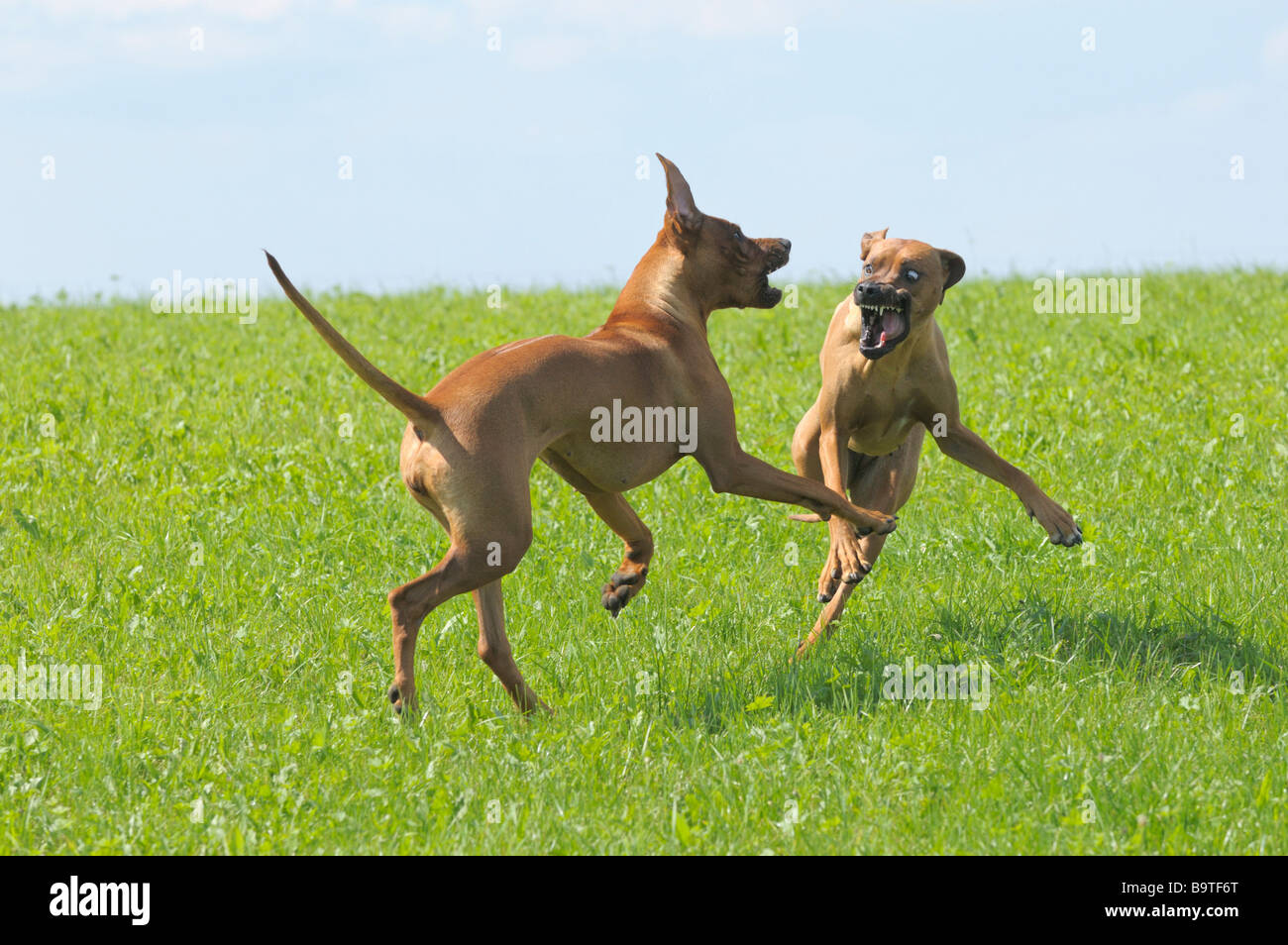 Two one year old Rhodesian Ridgeback dogs fighting Stock Photo - Alamy