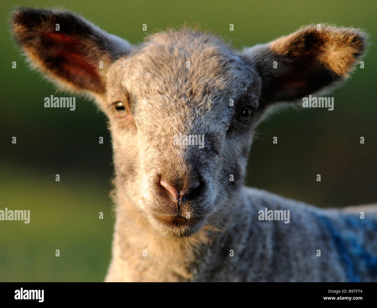 The face of a beautiful little young lamb Stock Photo - Alamy