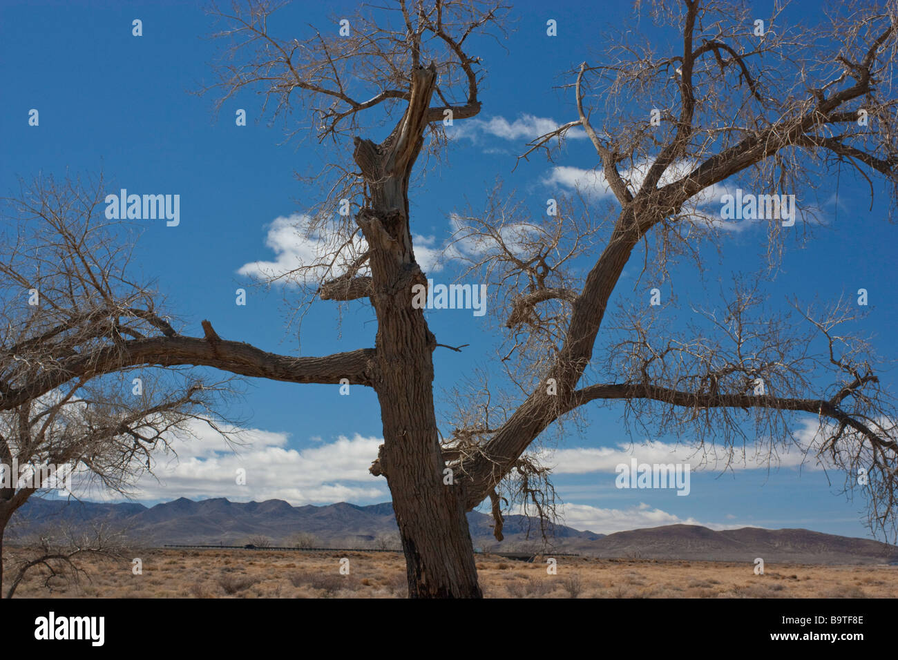 Imperfect tree hi-res stock photography and images - Alamy