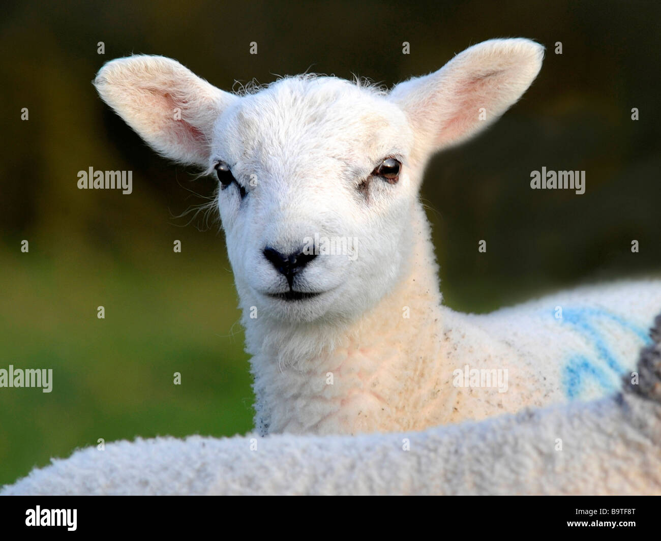 Beautiful Sheep Baby