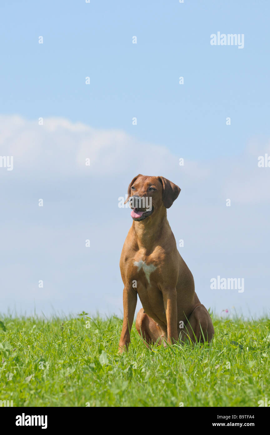 Sitting rhodesian ridgeback hi-res stock photography and images - Alamy