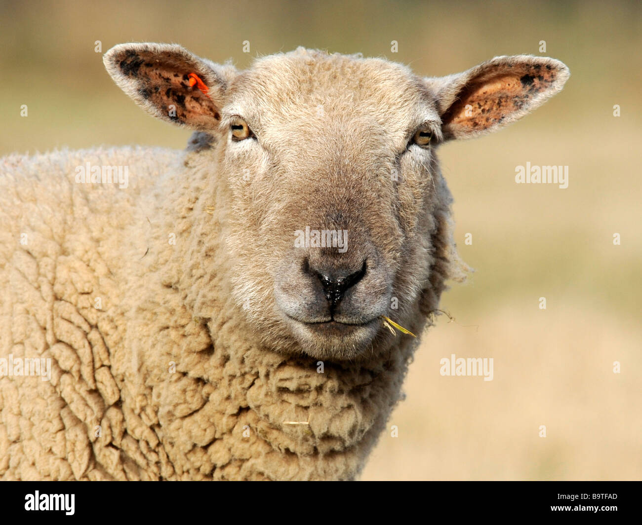 Symmetrical sheep hi-res stock photography and images - Alamy