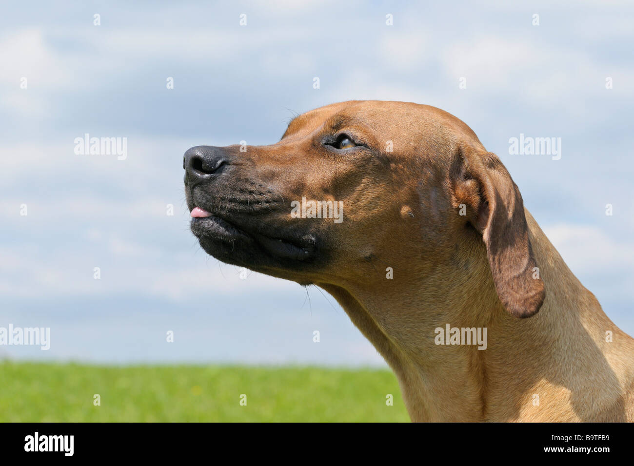 Rhodesian ridgeback dog hi-res stock photography and images - Alamy