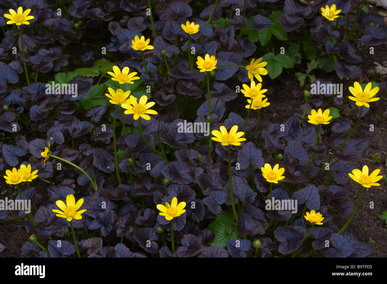 Brazen hussy hi-res stock photography and images - Alamy