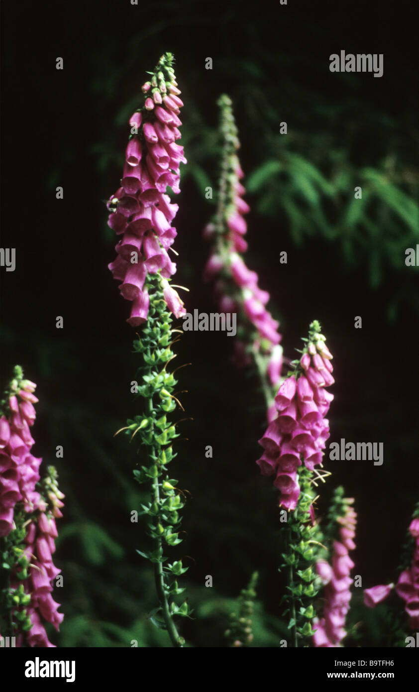 Purple Foxglove in Woods Stock Photo - Alamy