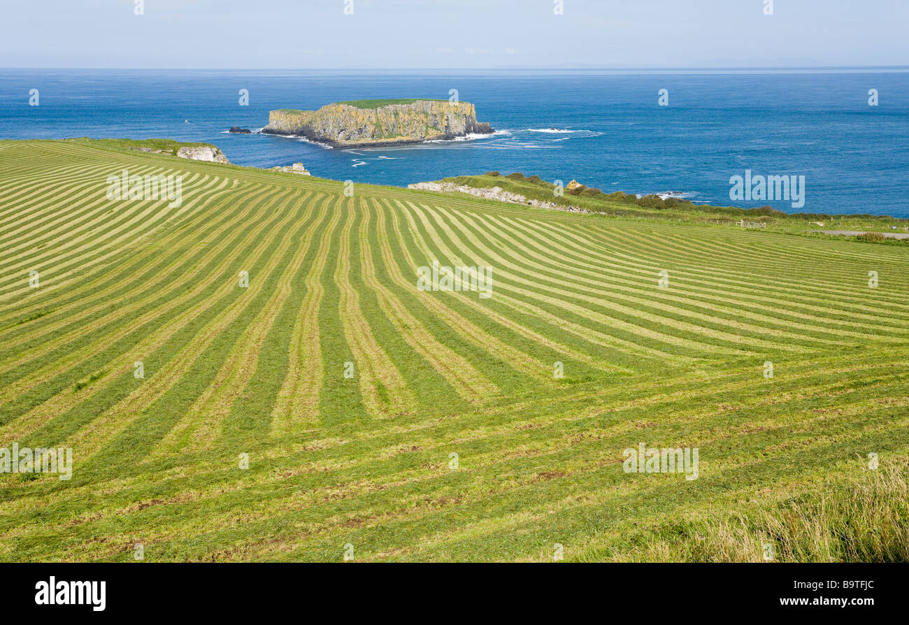 Barley Field with Island. A recently mowed field of barley, its ...