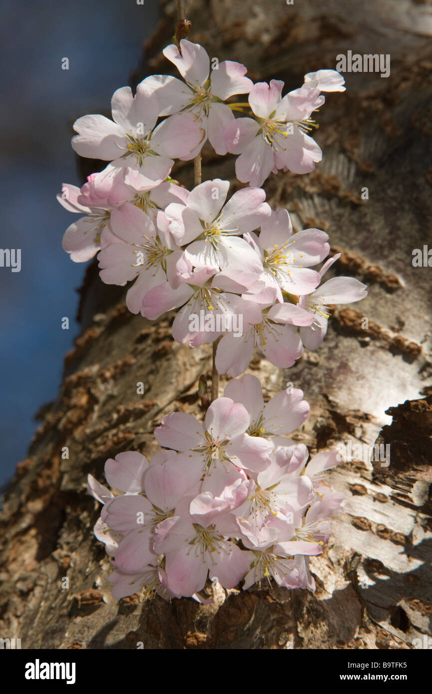 Prunus pandora hi-res stock photography and images - Alamy