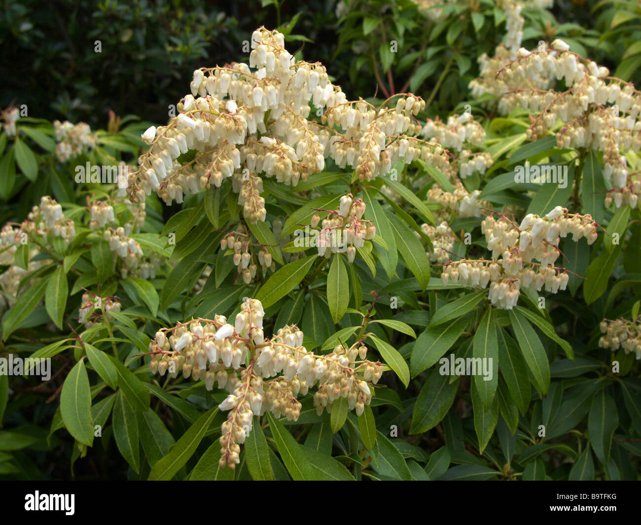 Pieris Shrub in Flower (Pieris japonica Stock Photo - Alamy