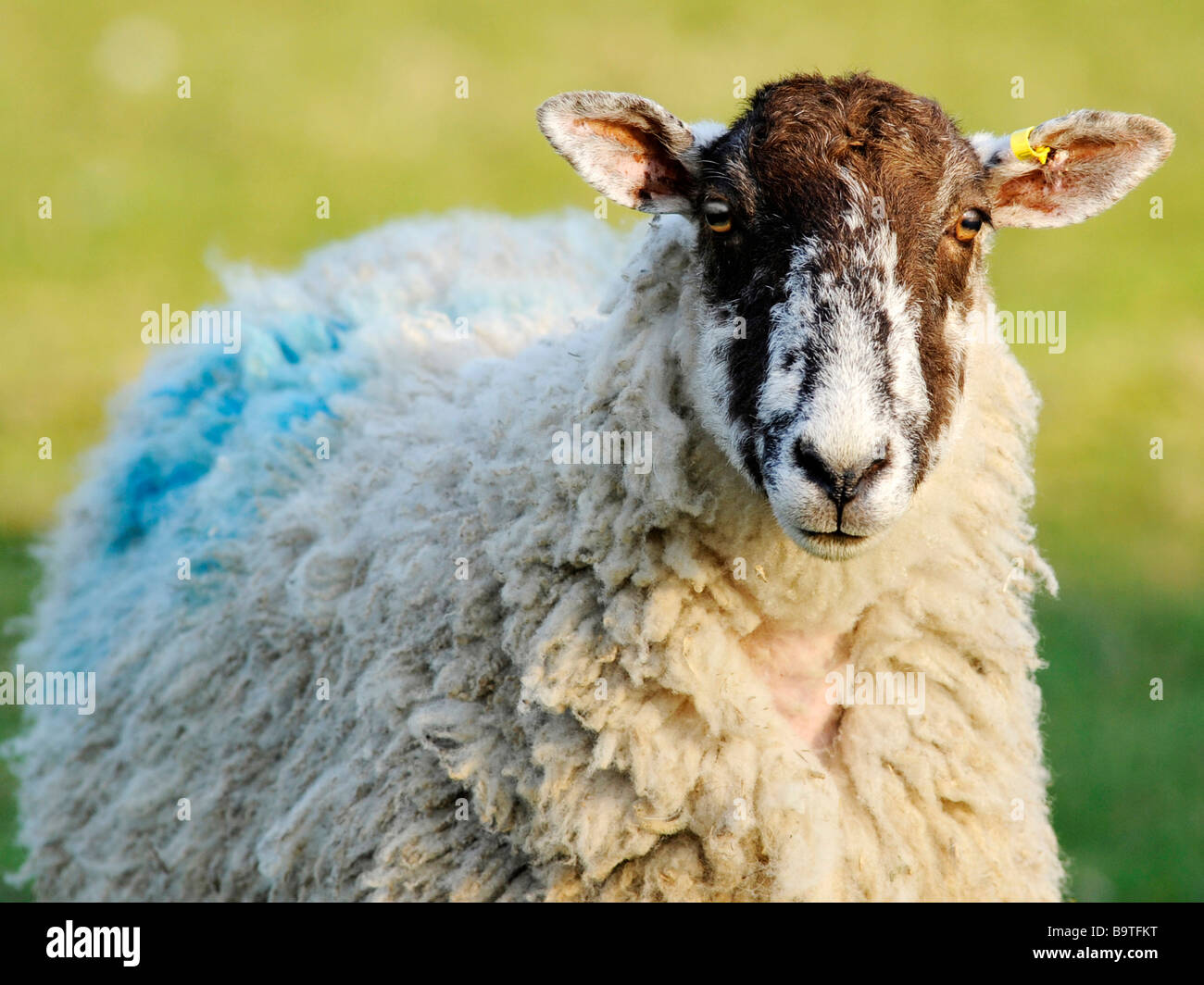 Unusual specked faced sheep marked hi-res stock photography and images ...