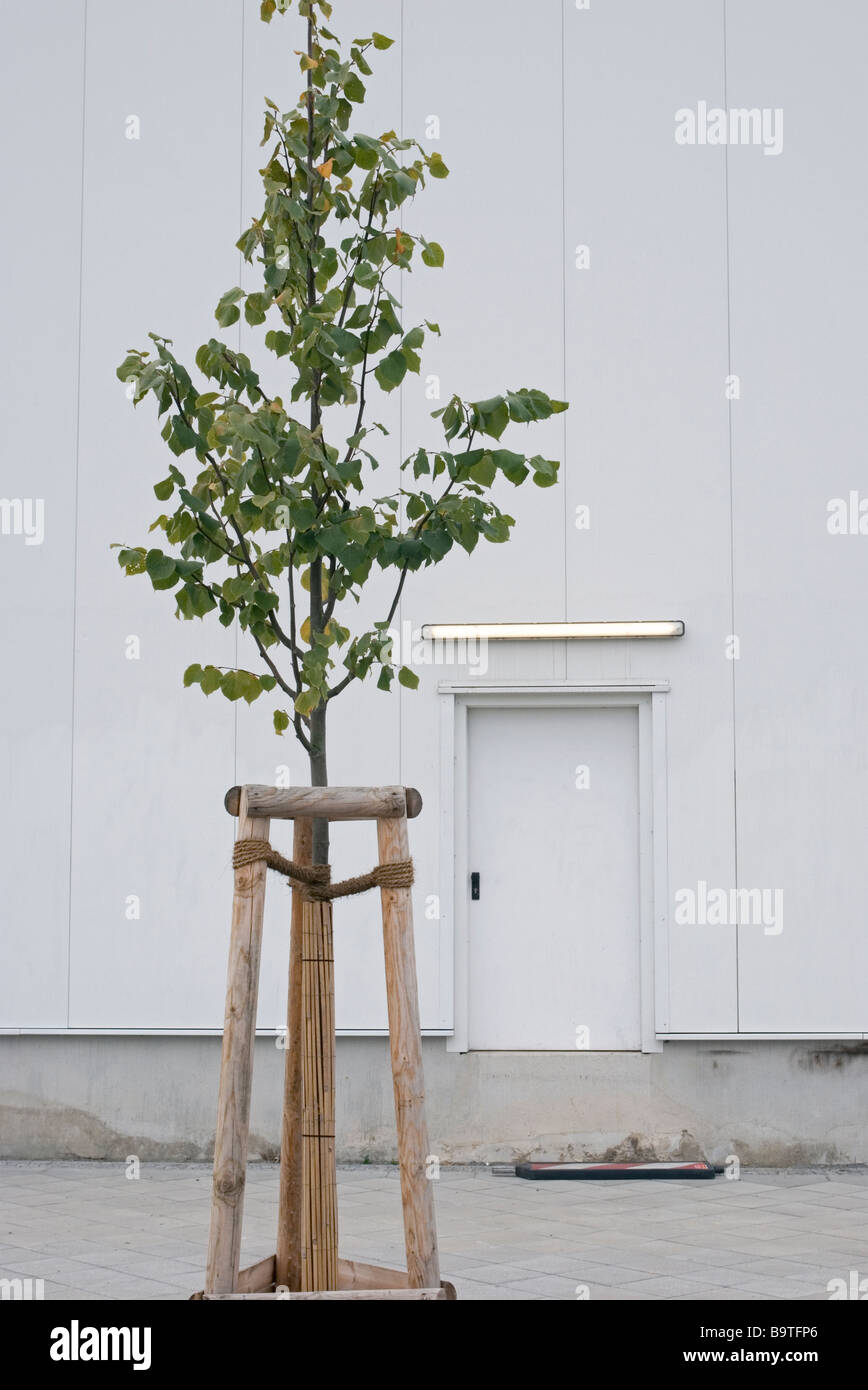 Poles structure young tree stabilized support hi-res stock photography ...